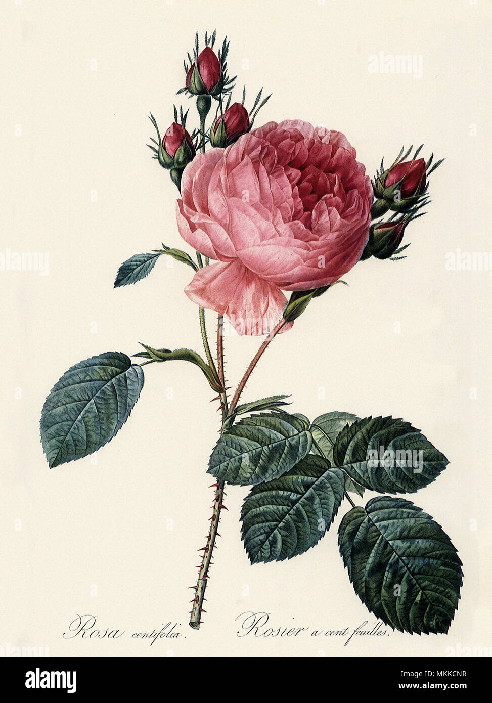 Centifolia hi-res stock photography and images - Alamy