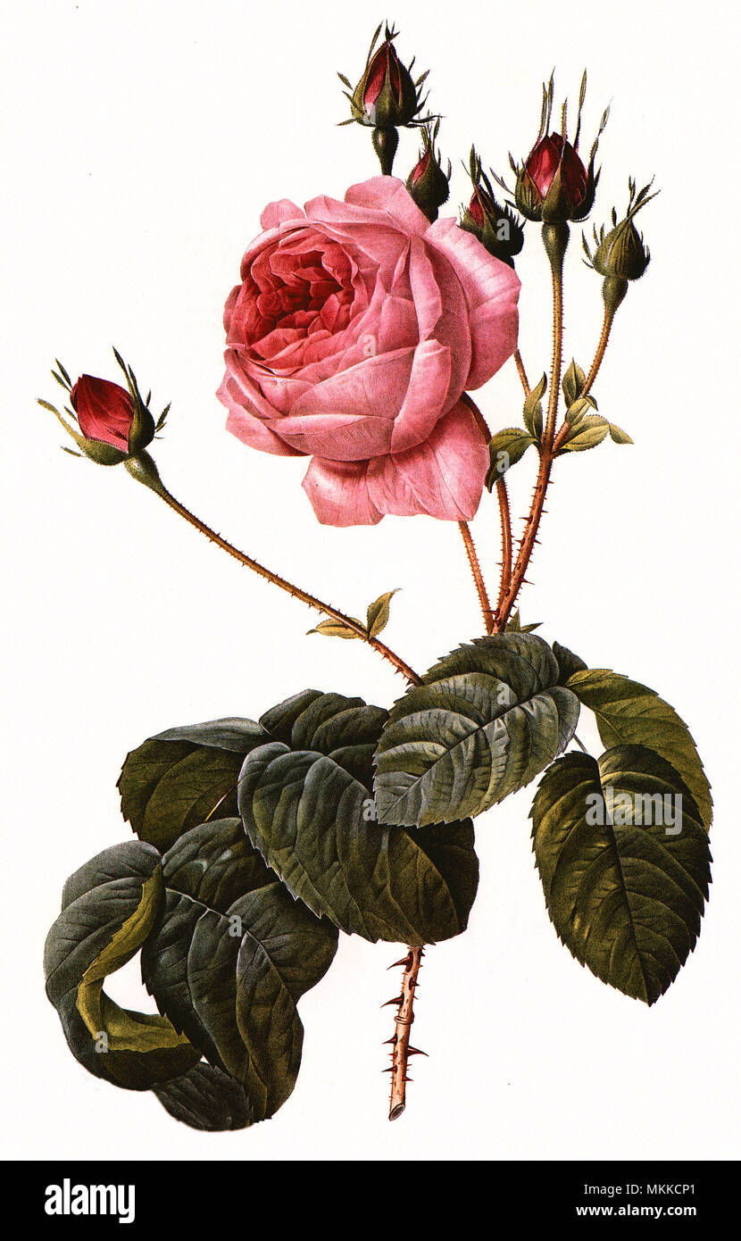 Rosa Centifolia Bullata Stock Photo - Alamy
