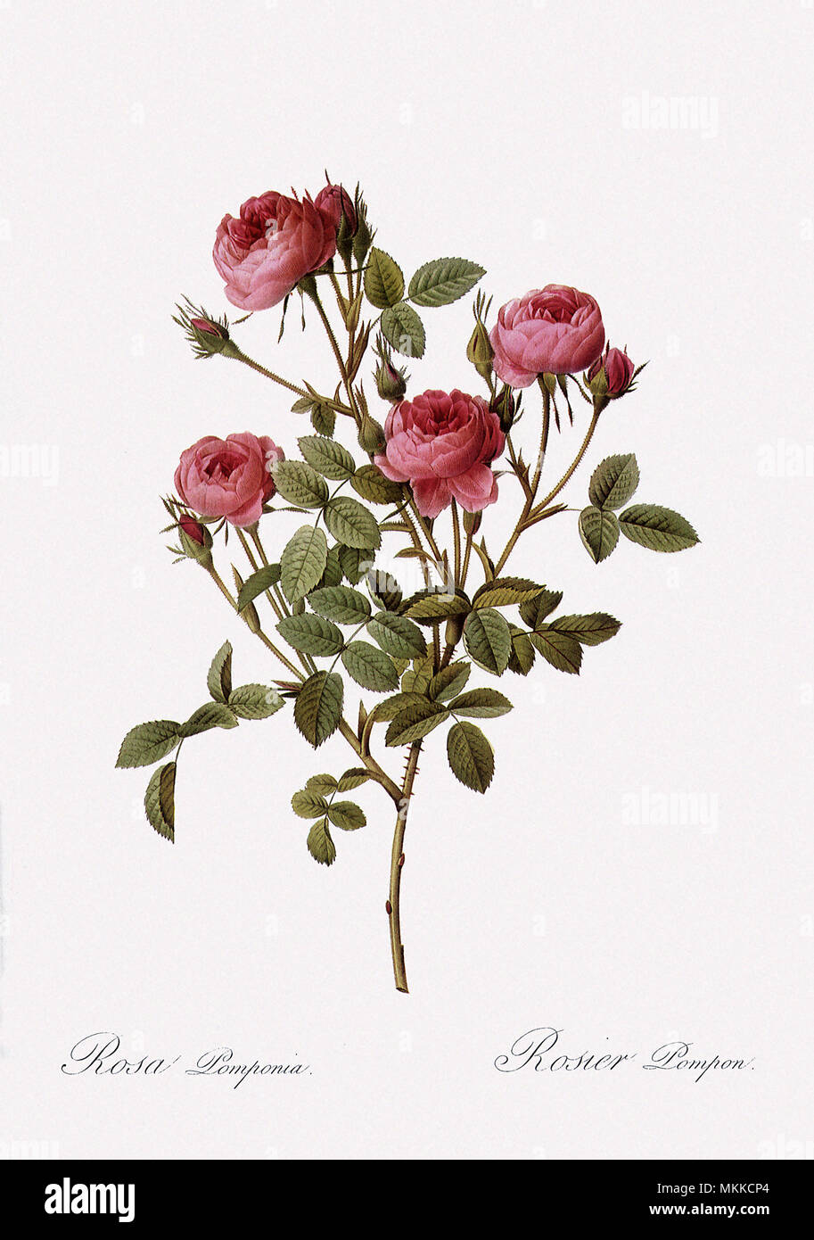 Pompon rose plant hi-res stock photography and images - Alamy