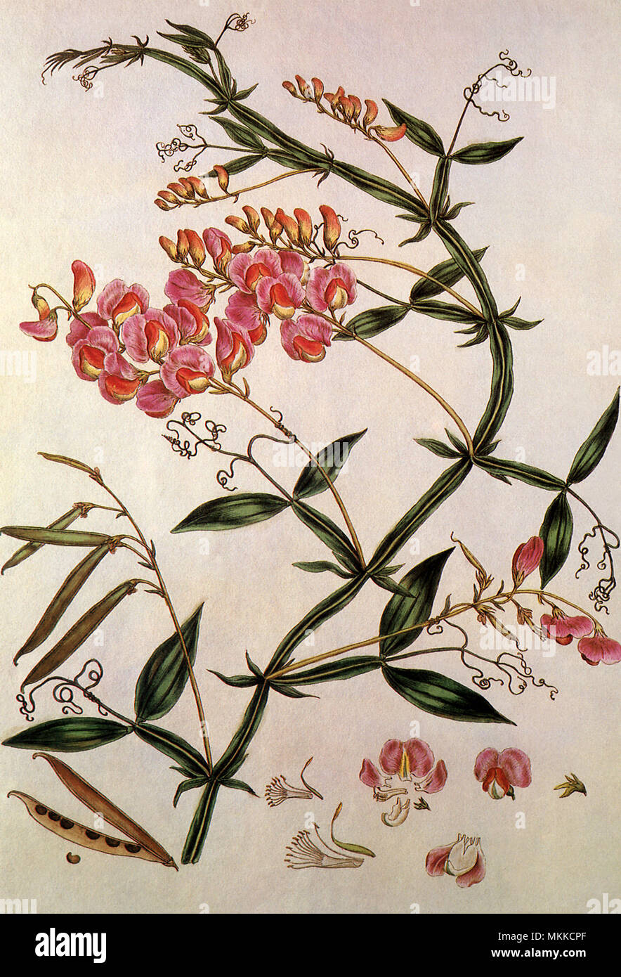 Everlasting Pea, Lathyrus latifolius Stock Photo - Alamy