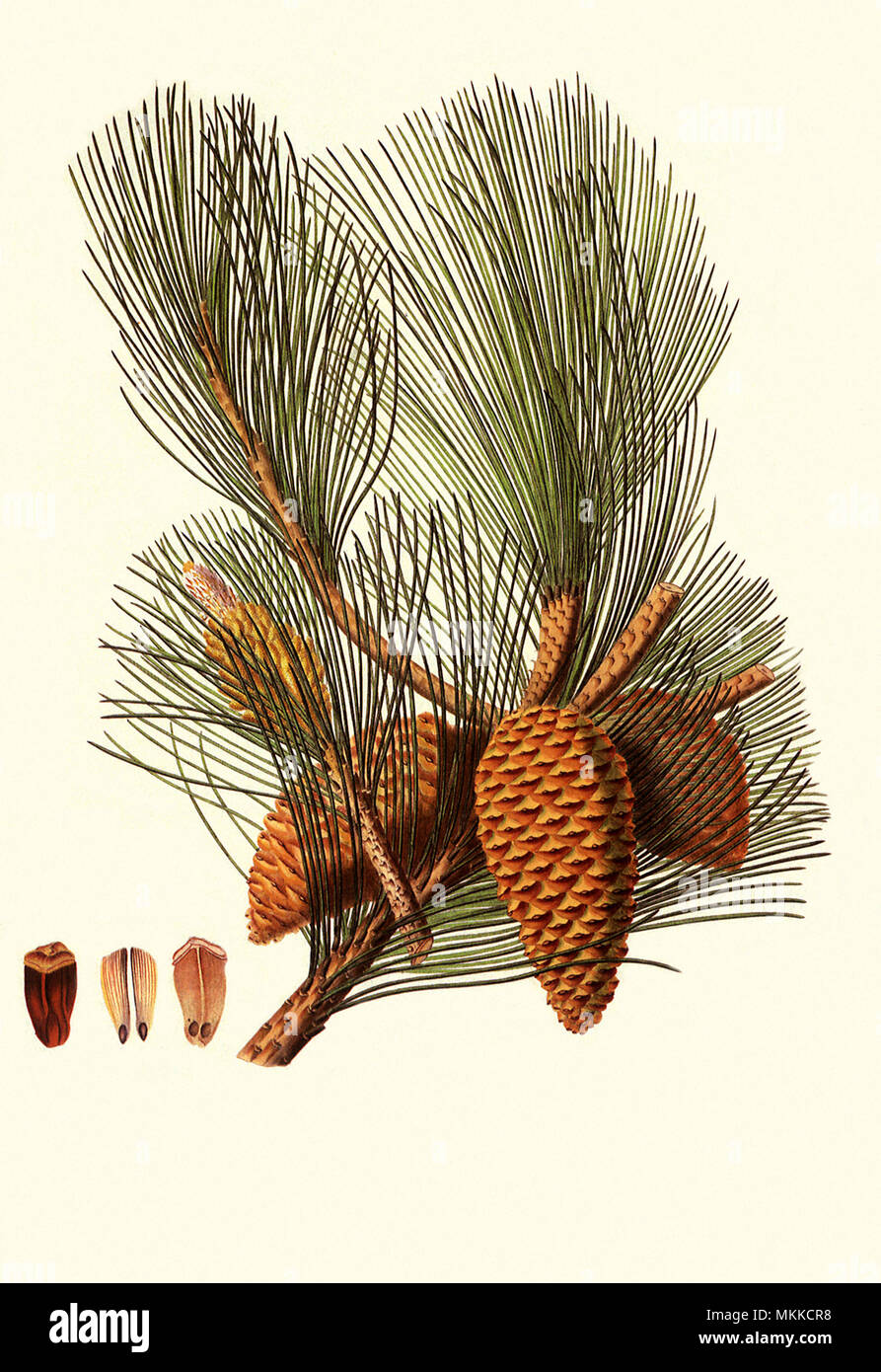 Maritime Pine, Pinas pinaster Stock Photo - Alamy