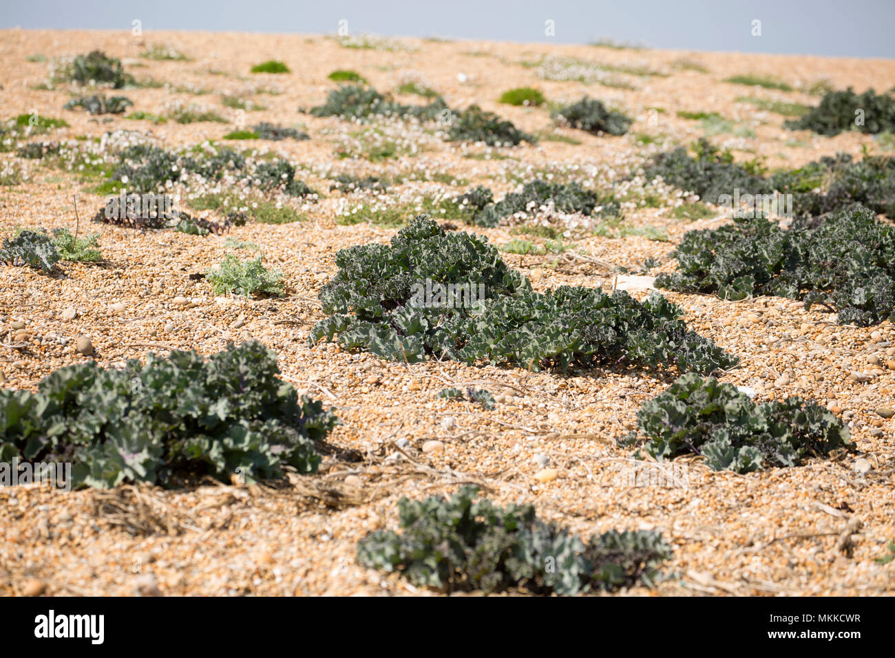 Sea kale hi-res stock photography and images - Alamy