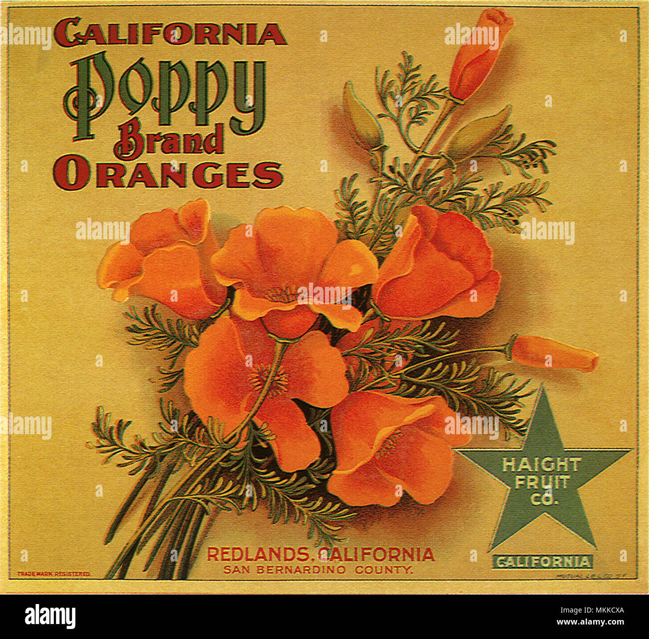 Bouquet of Poppies Stock Photo - Alamy