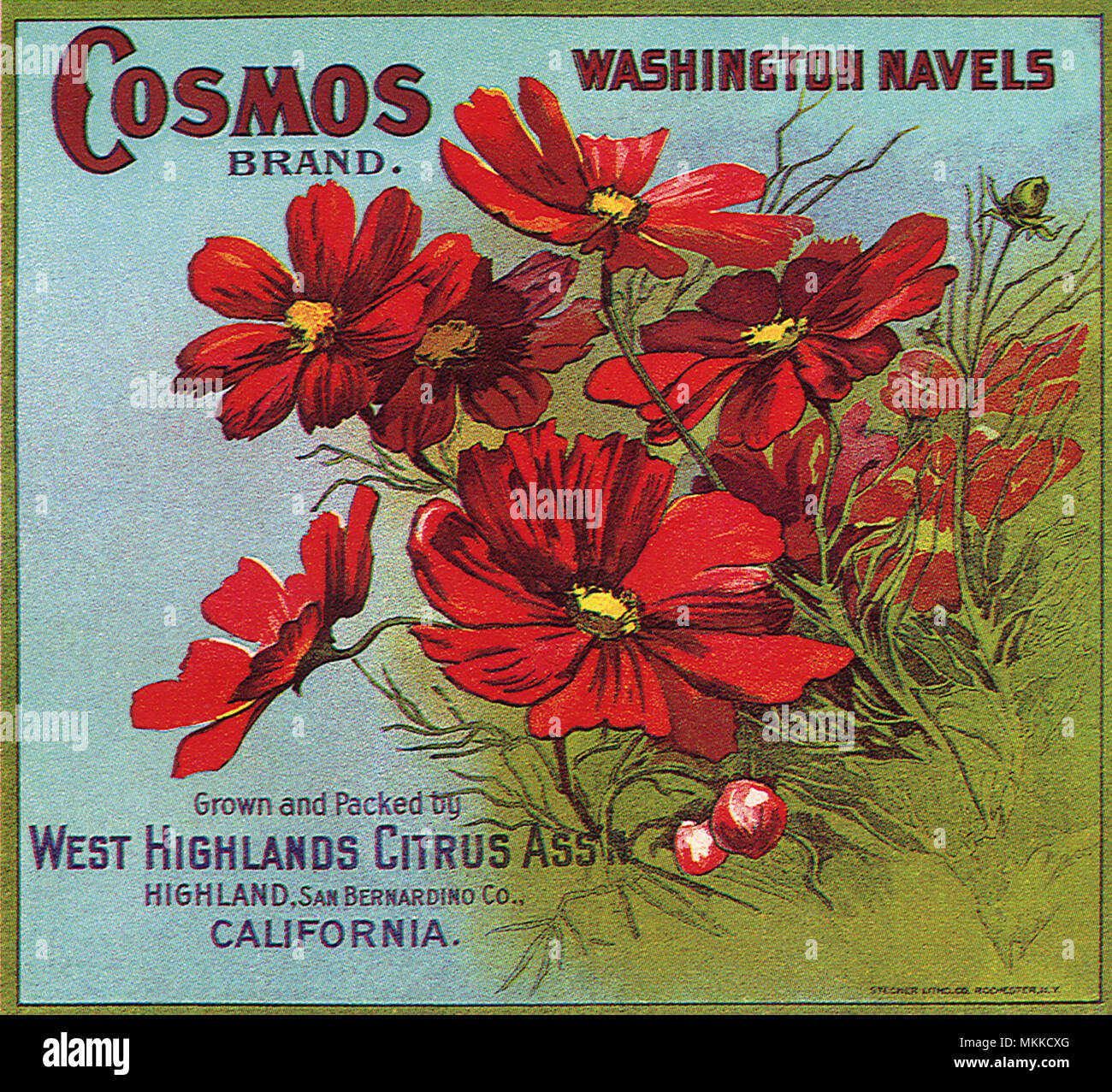 Stalks flowers hi-res stock photography and images - Alamy