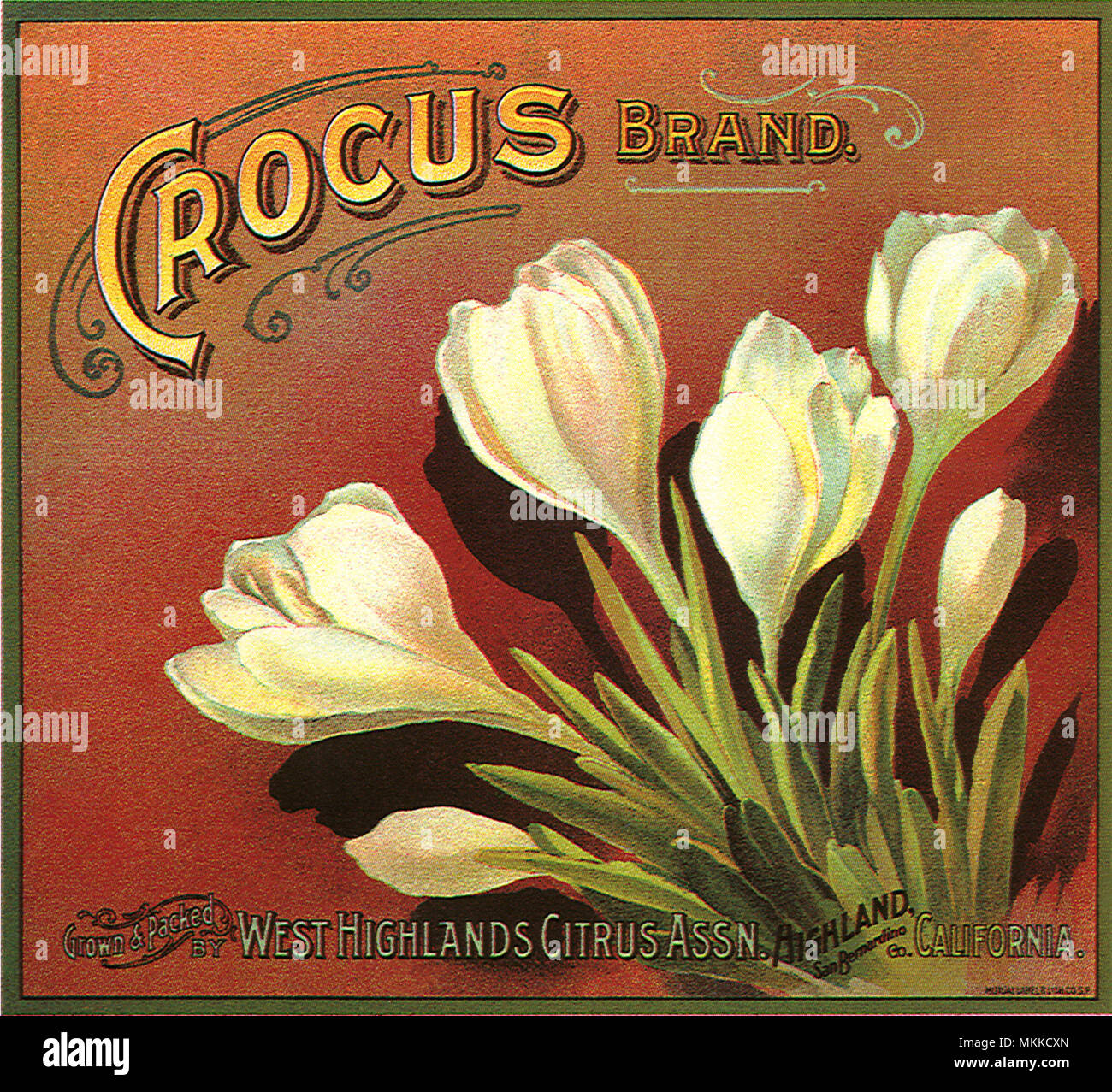 Crocus martis hi-res stock photography and images - Alamy