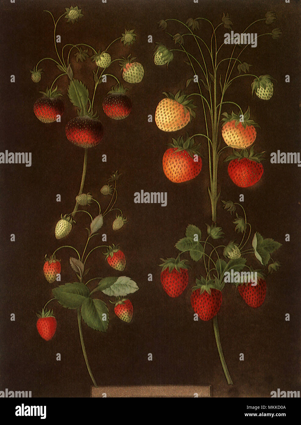 Strawberry, Fragaria spp Stock Photo - Alamy