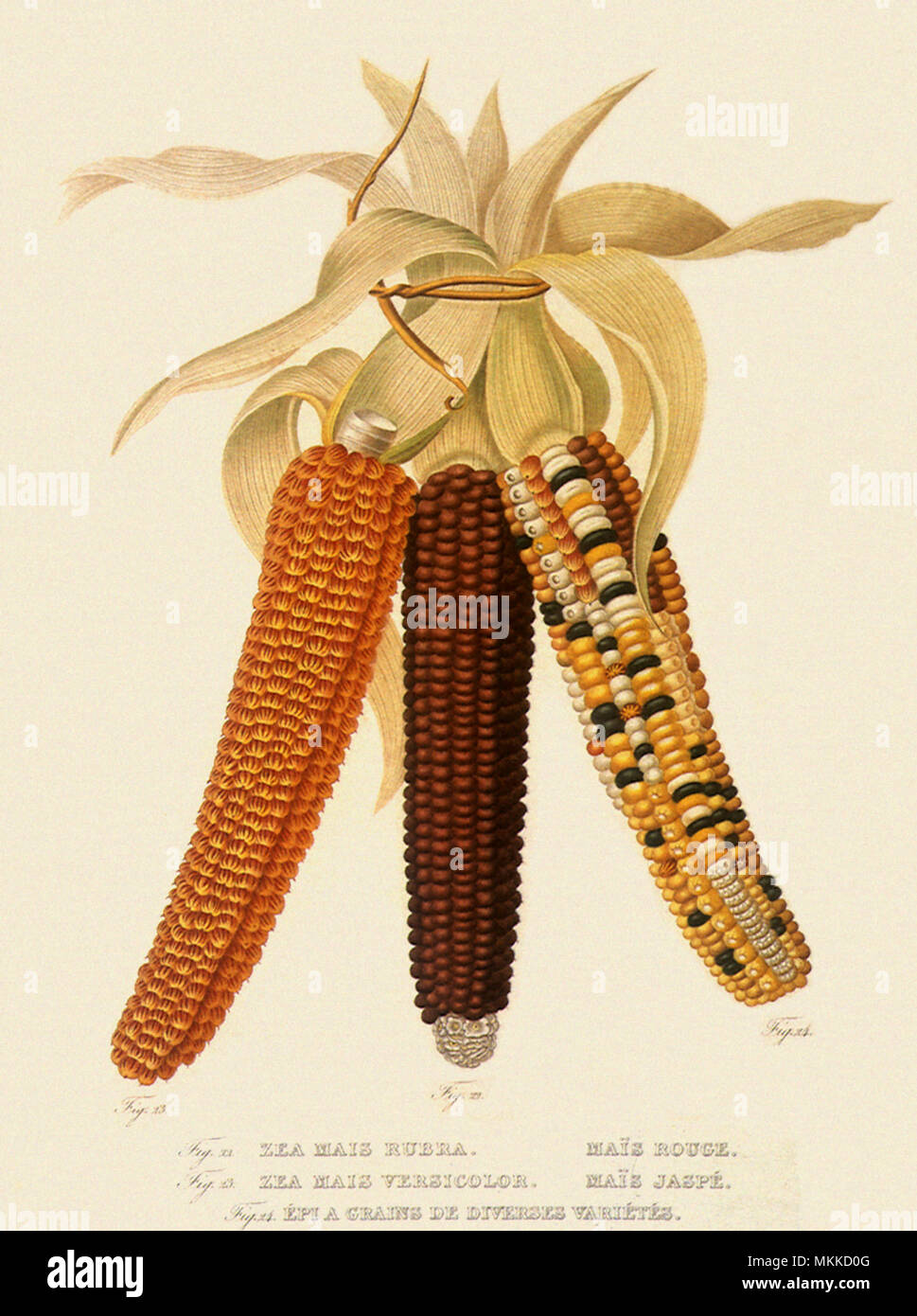 Three Varieties of Corn, Zea mays Stock Photo - Alamy
