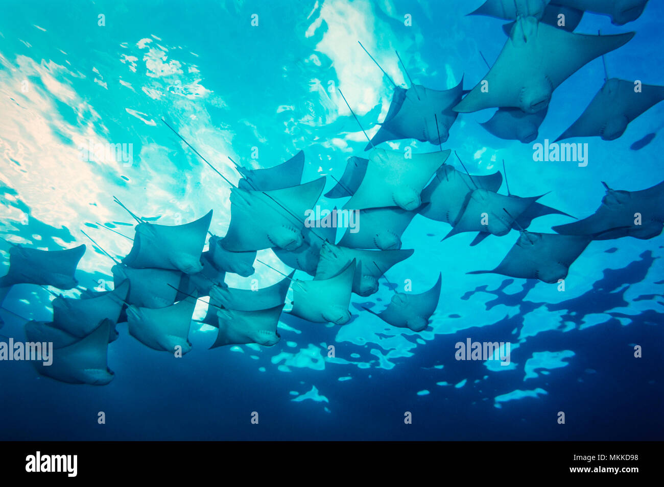 This is but a small portion of a huge school of cownose rays ...