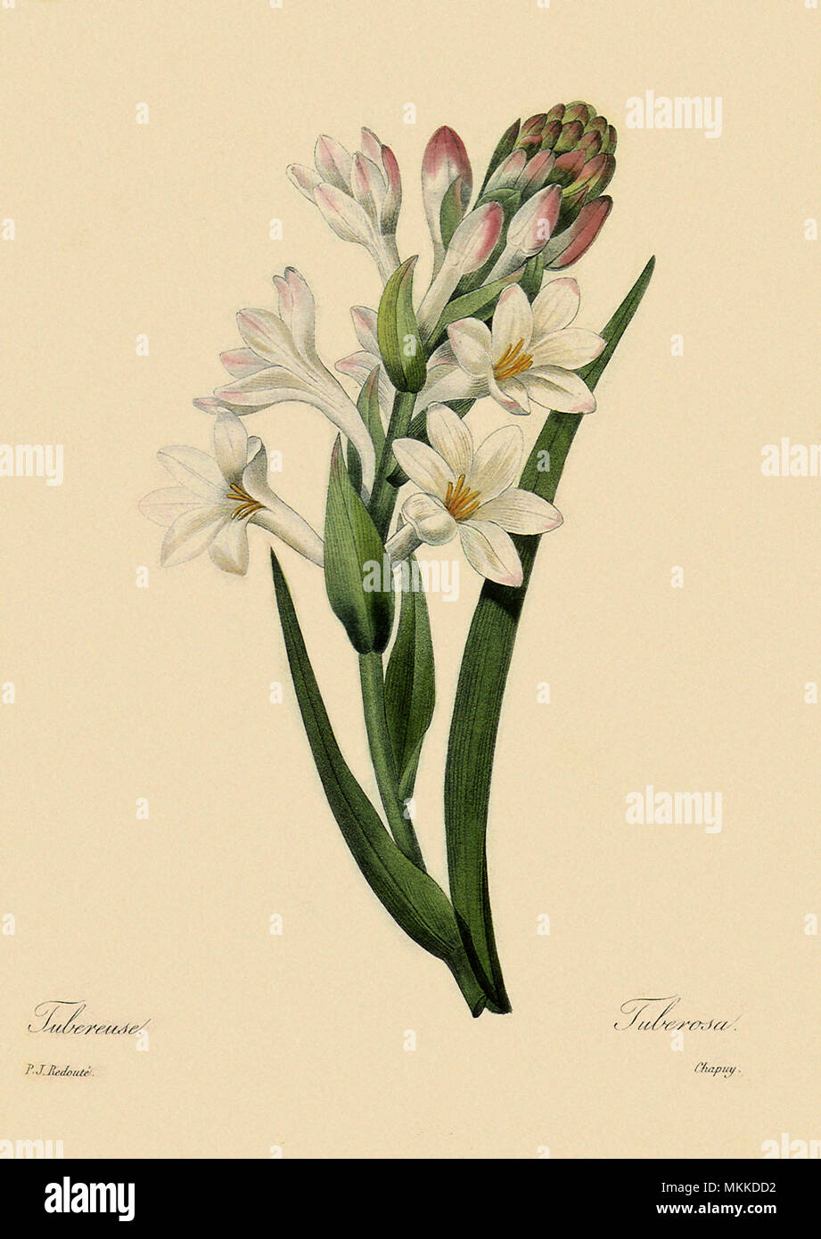 Polianthes tuberosa hi-res stock photography and images - Alamy