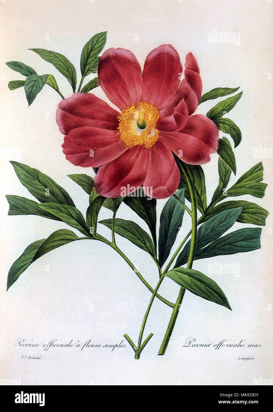 Science paeonia hi-res stock photography and images - Alamy