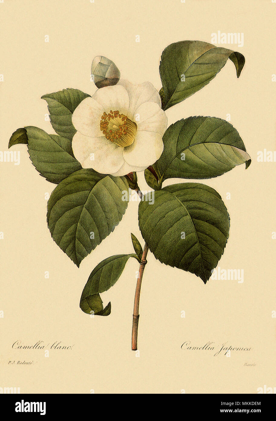 Camellia alba simplex hi-res stock photography and images - Alamy