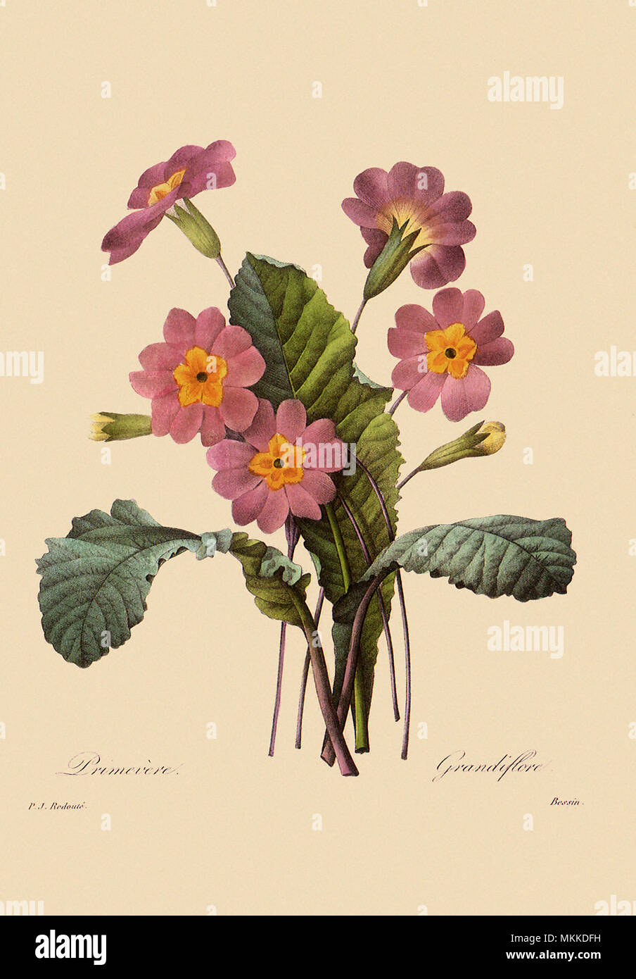 Primrose plants primula vulgaris hi-res stock photography and images ...