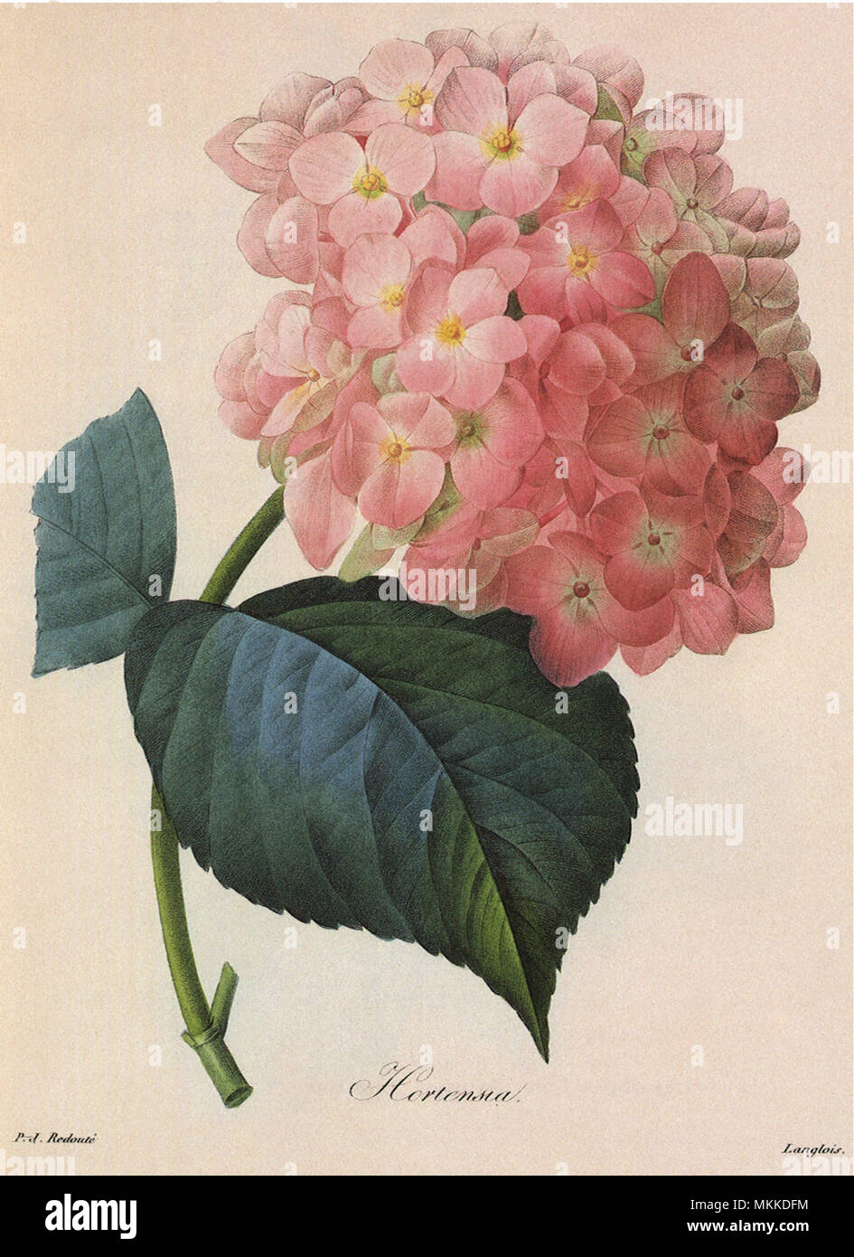 Macrophylla hi-res stock photography and images - Alamy