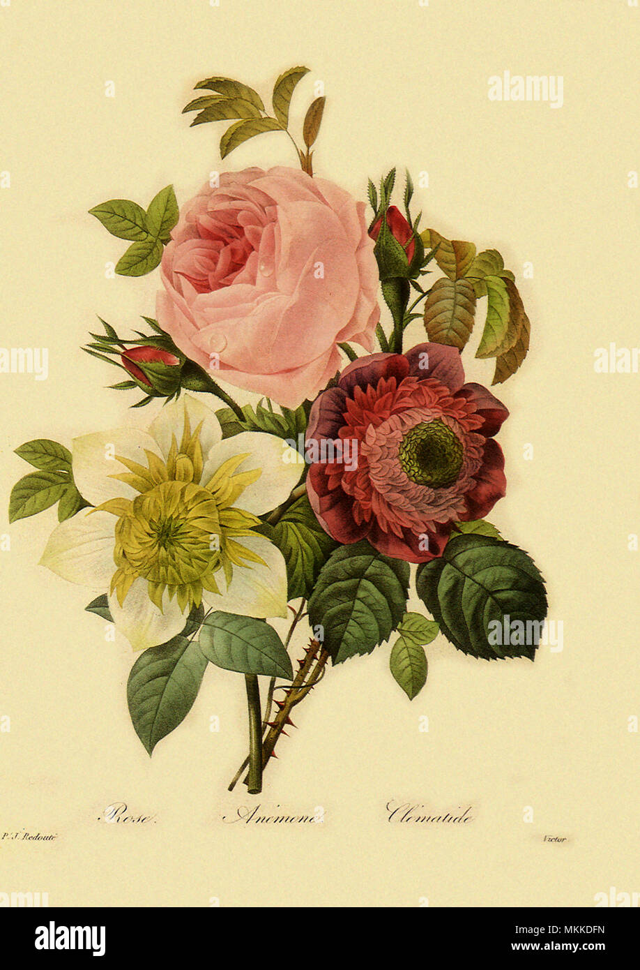 Clematis clematis rose rosa hi-res stock photography and images - Alamy