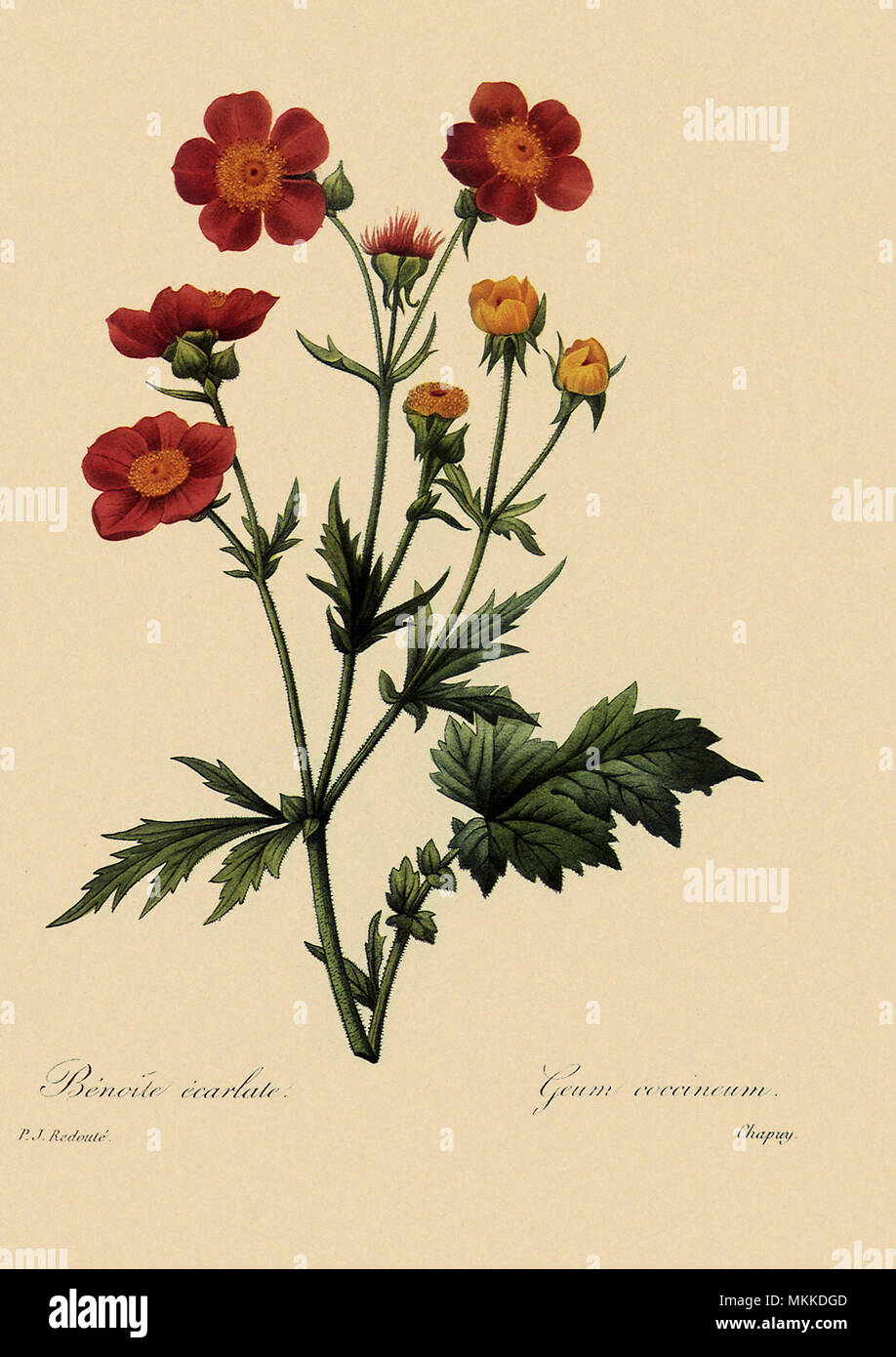 Geum karlskaer or carlskaer hi-res stock photography and images - Alamy