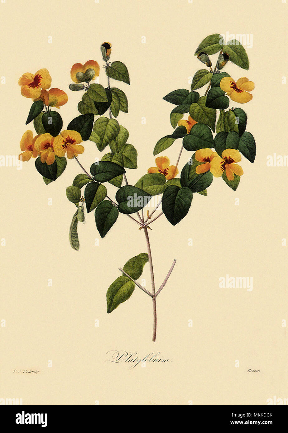 Formosum hi-res stock photography and images - Alamy