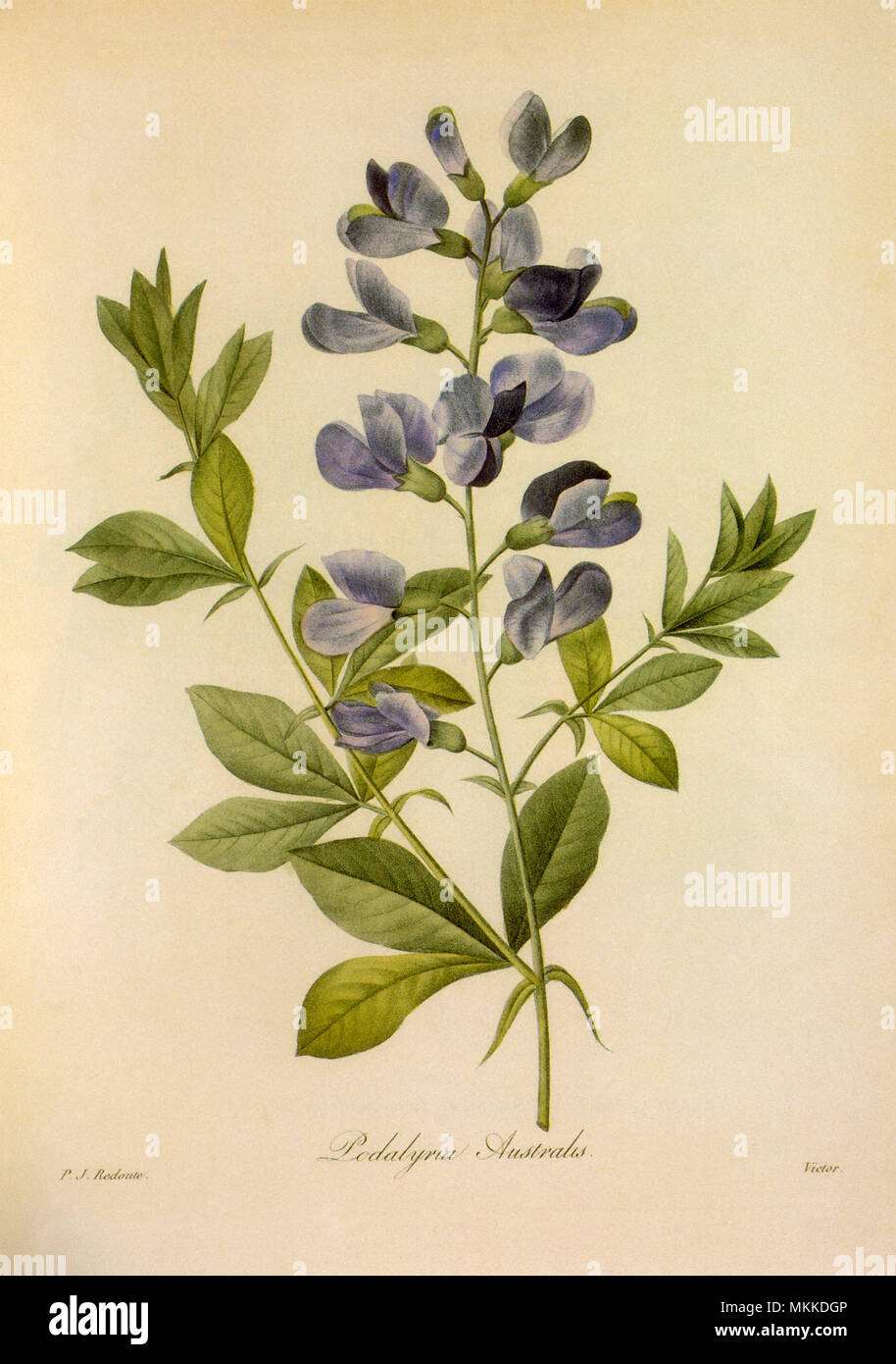 Baptisia australis false indigo hi-res stock photography and images - Alamy