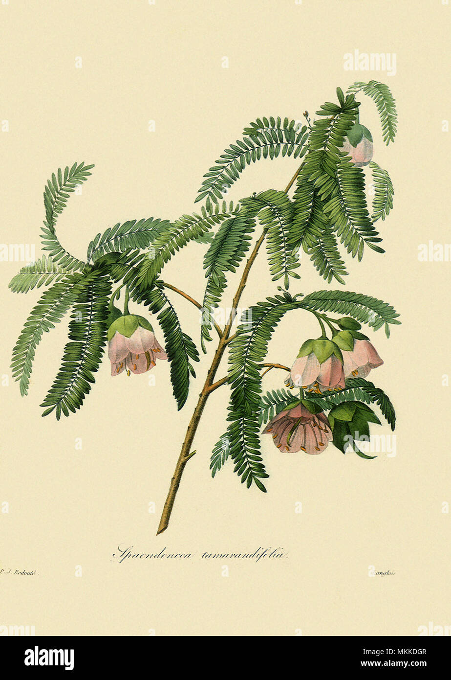 Tamarandifolia hi-res stock photography and images - Alamy