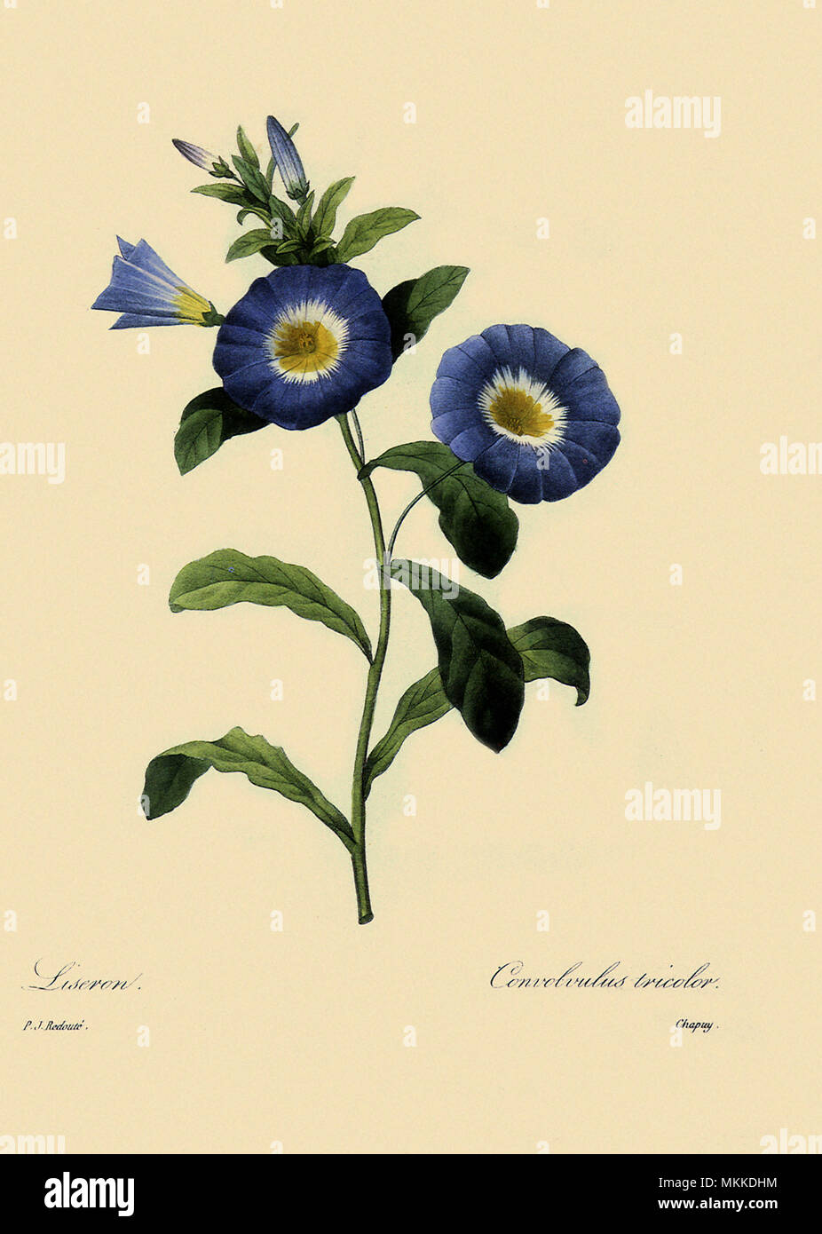 Tricolor convolvulus hi-res stock photography and images - Alamy