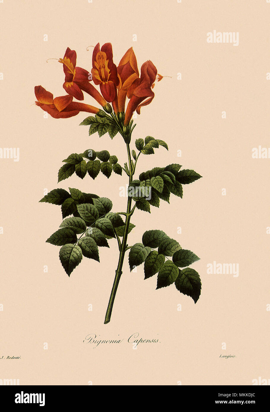 Capensis hi-res stock photography and images - Alamy