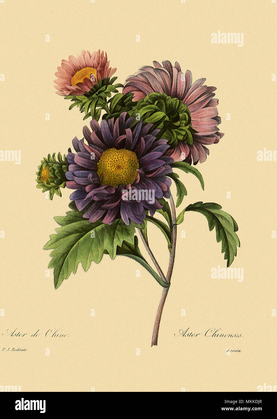 Chinese aster hi-res stock photography and images - Alamy