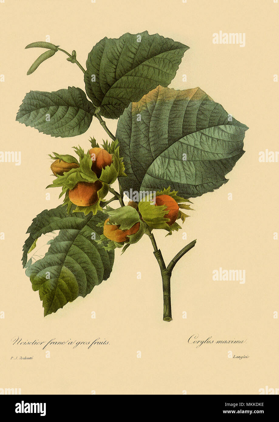 Hazelnut Tree Drawing