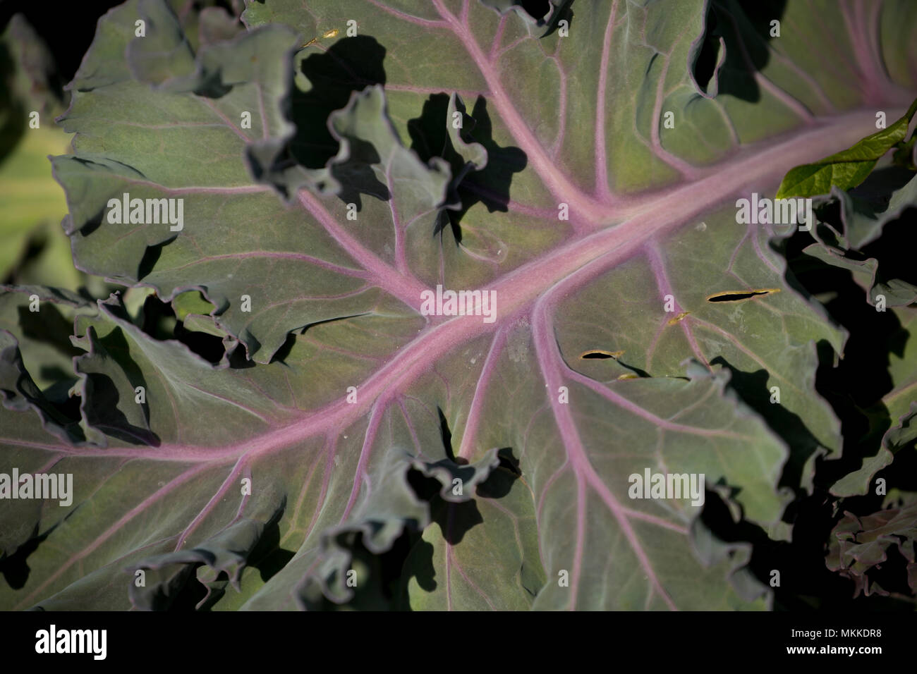 Sea kale, Crambe maritima, growing in the shingle of Chesil Beach ...