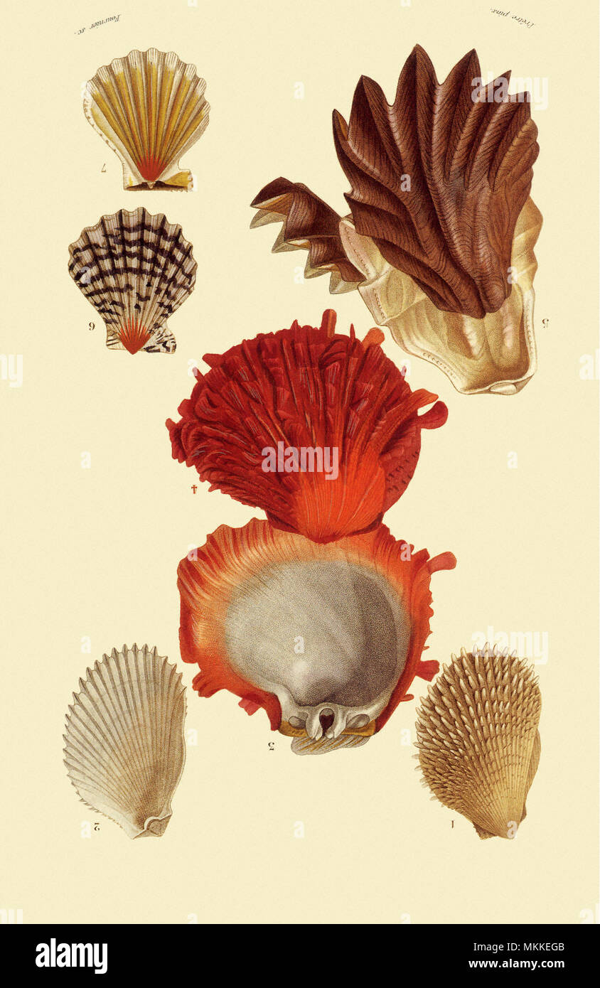 Vintage scallop shell illustration hi-res stock photography and images ...
