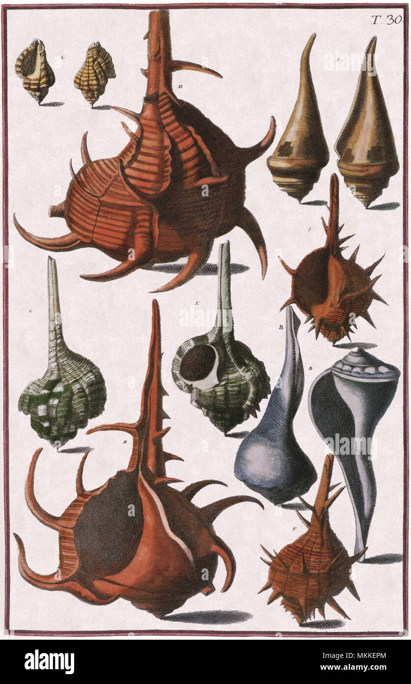 Seashell spikes hi-res stock photography and images - Alamy