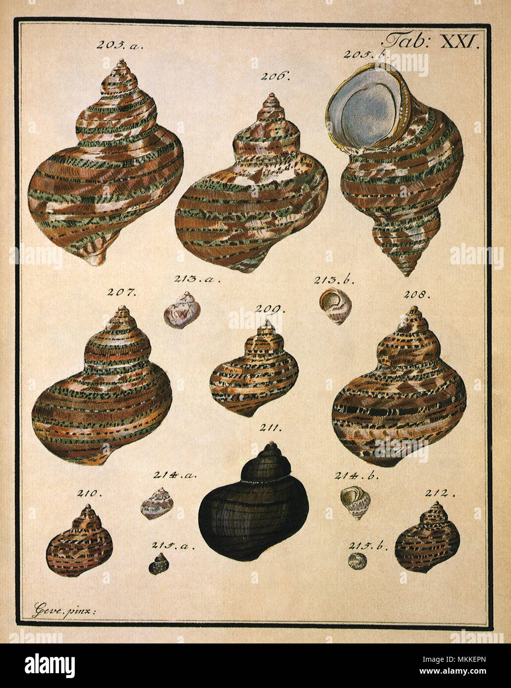 Patterns of shells hi-res stock photography and images - Alamy