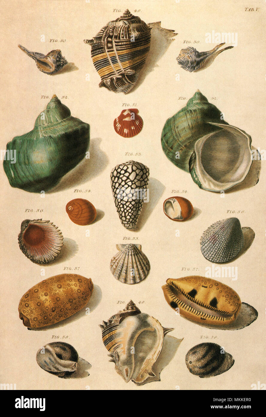 Detailed seashells hi-res stock photography and images - Alamy