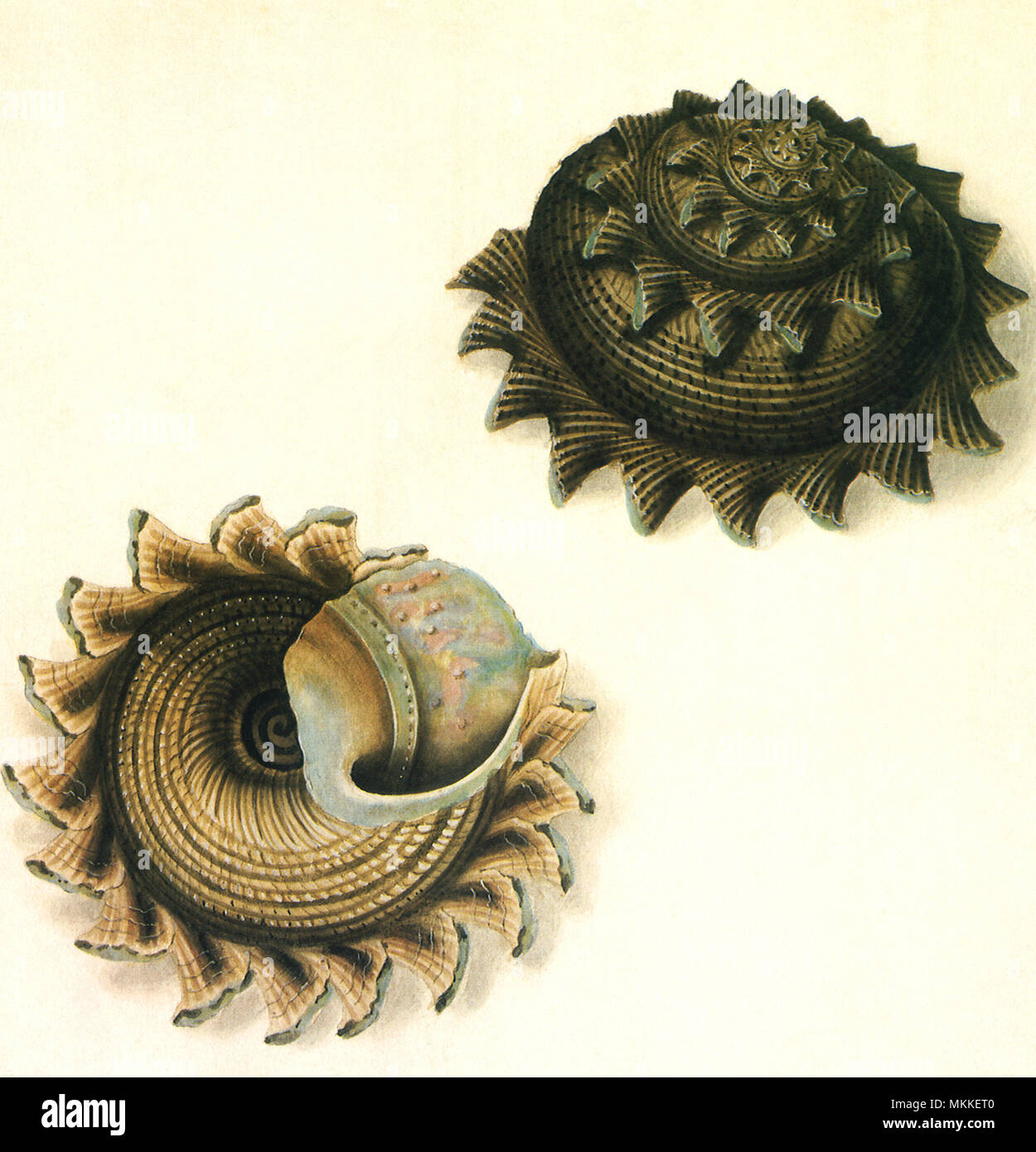 Sunburst Star Shell Stock Photo - Alamy