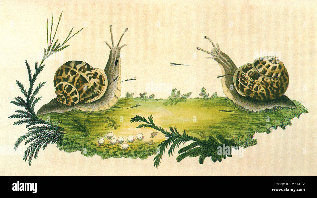 Very much snails hi-res stock photography and images - Alamy