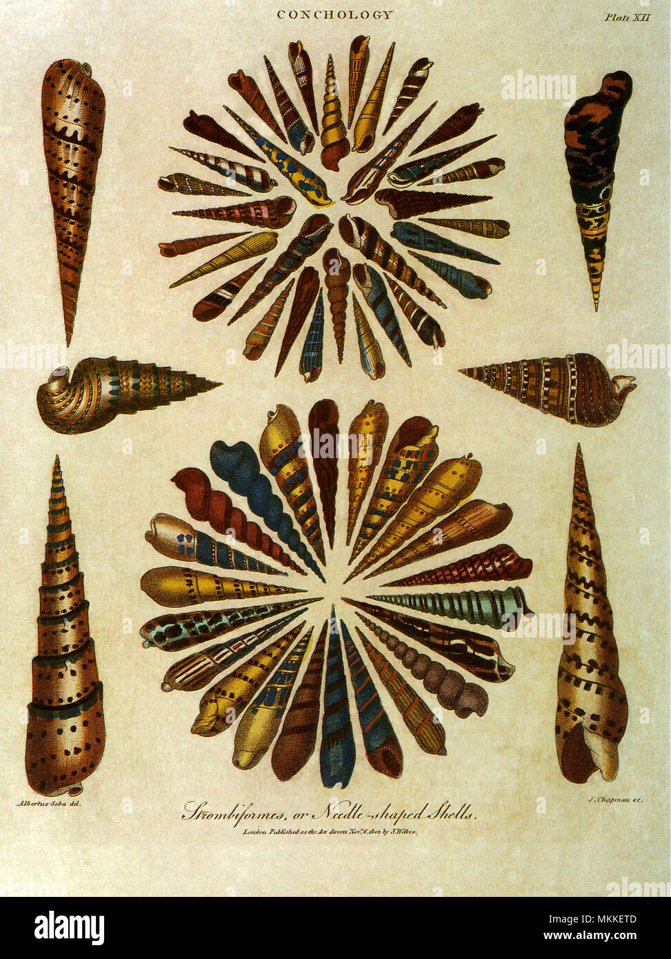 Spiraling shells hi-res stock photography and images - Alamy