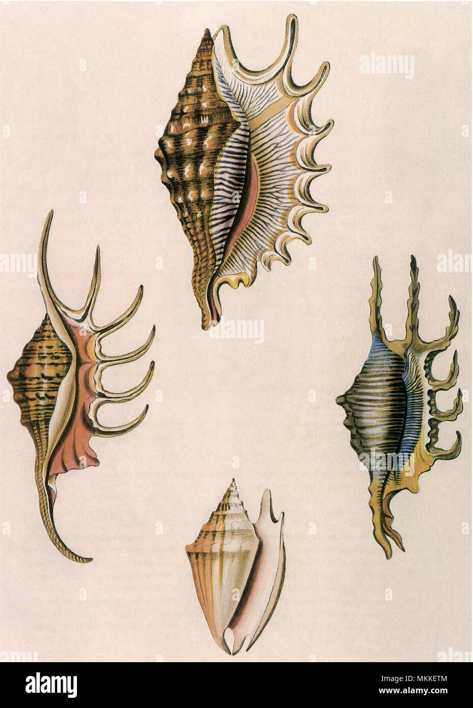 Elongated shells hi-res stock photography and images - Alamy