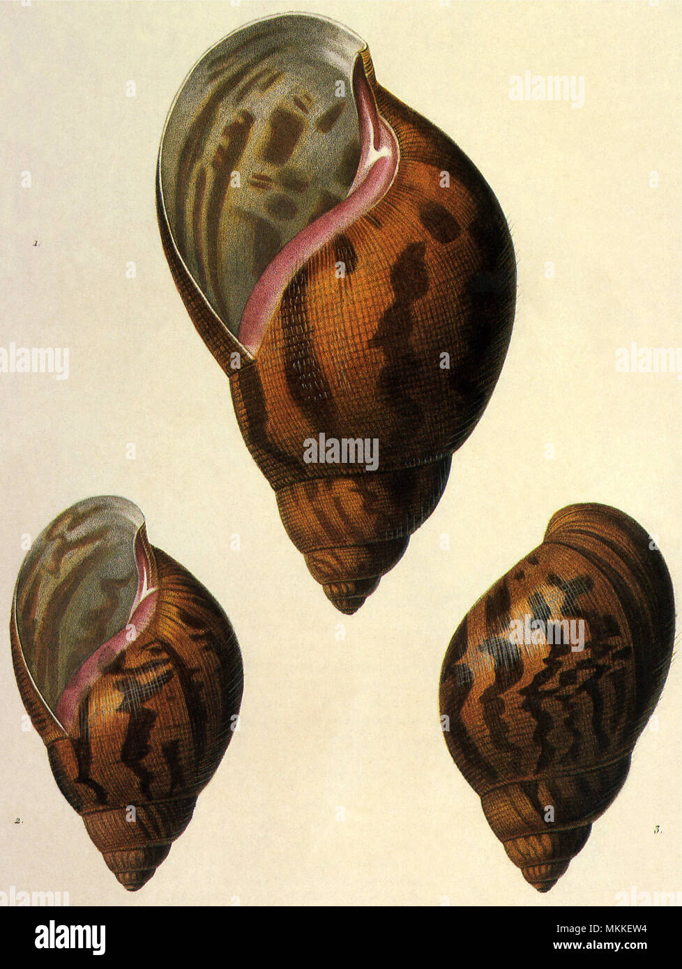 Shells markings hi-res stock photography and images - Alamy