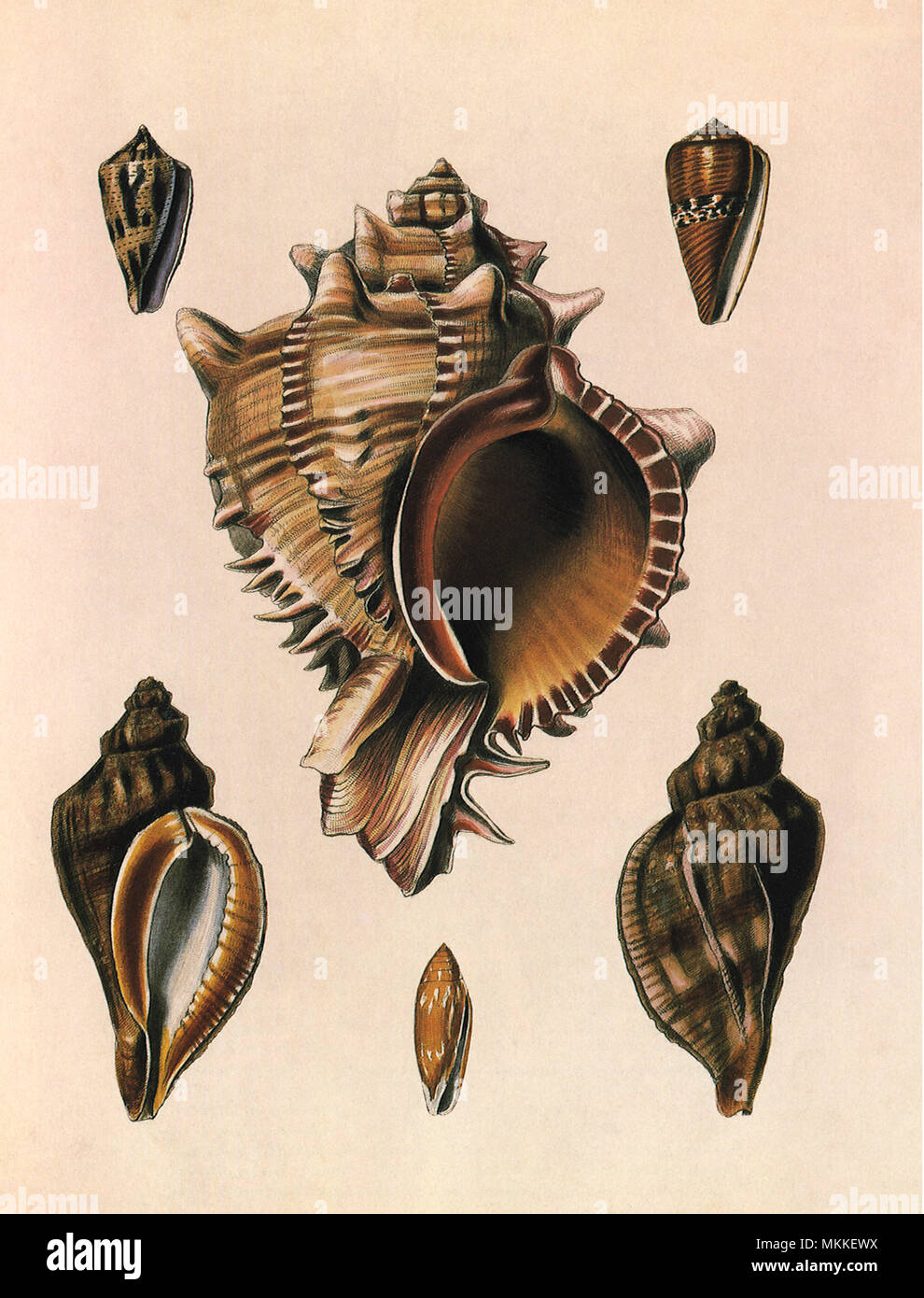 Cabbage Murex Shell Stock Photo - Alamy