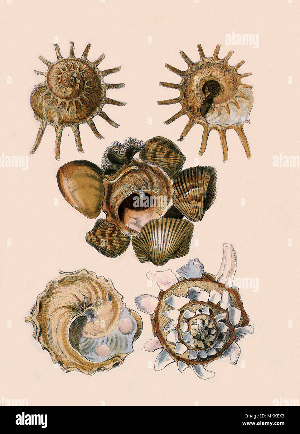 Classic shell hi-res stock photography and images - Alamy