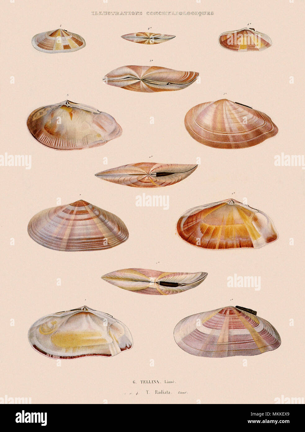 Thin tellin shell hi-res stock photography and images - Alamy