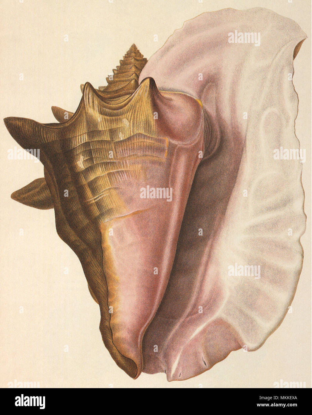 Queen shell hi-res stock photography and images - Alamy