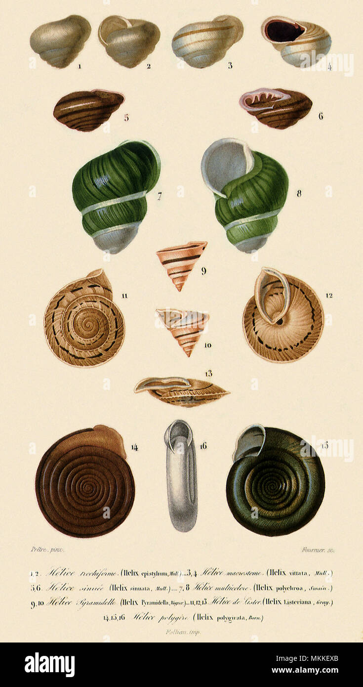 Various shells illustration hi-res stock photography and images - Alamy