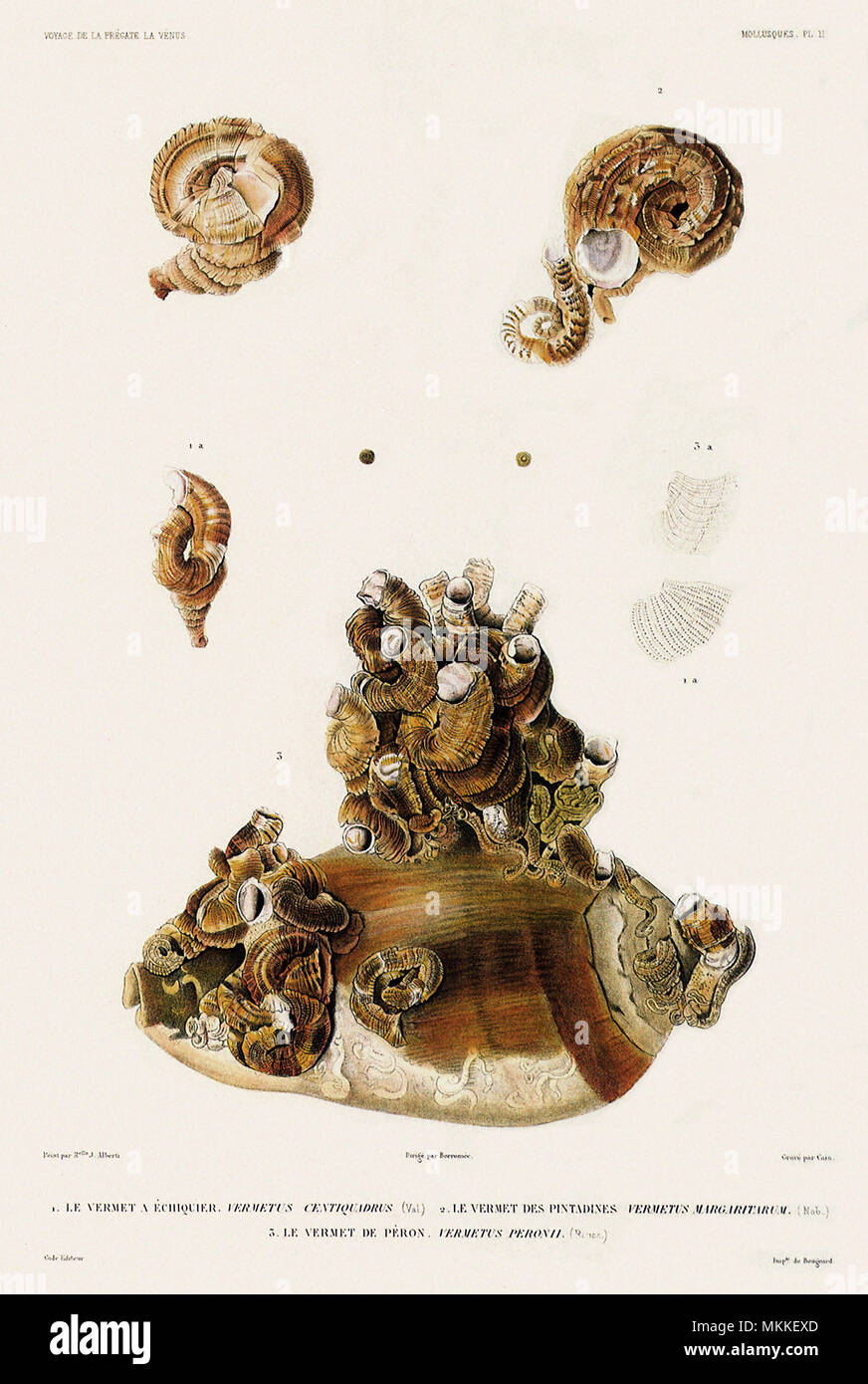 Marine shell structures hi-res stock photography and images - Alamy