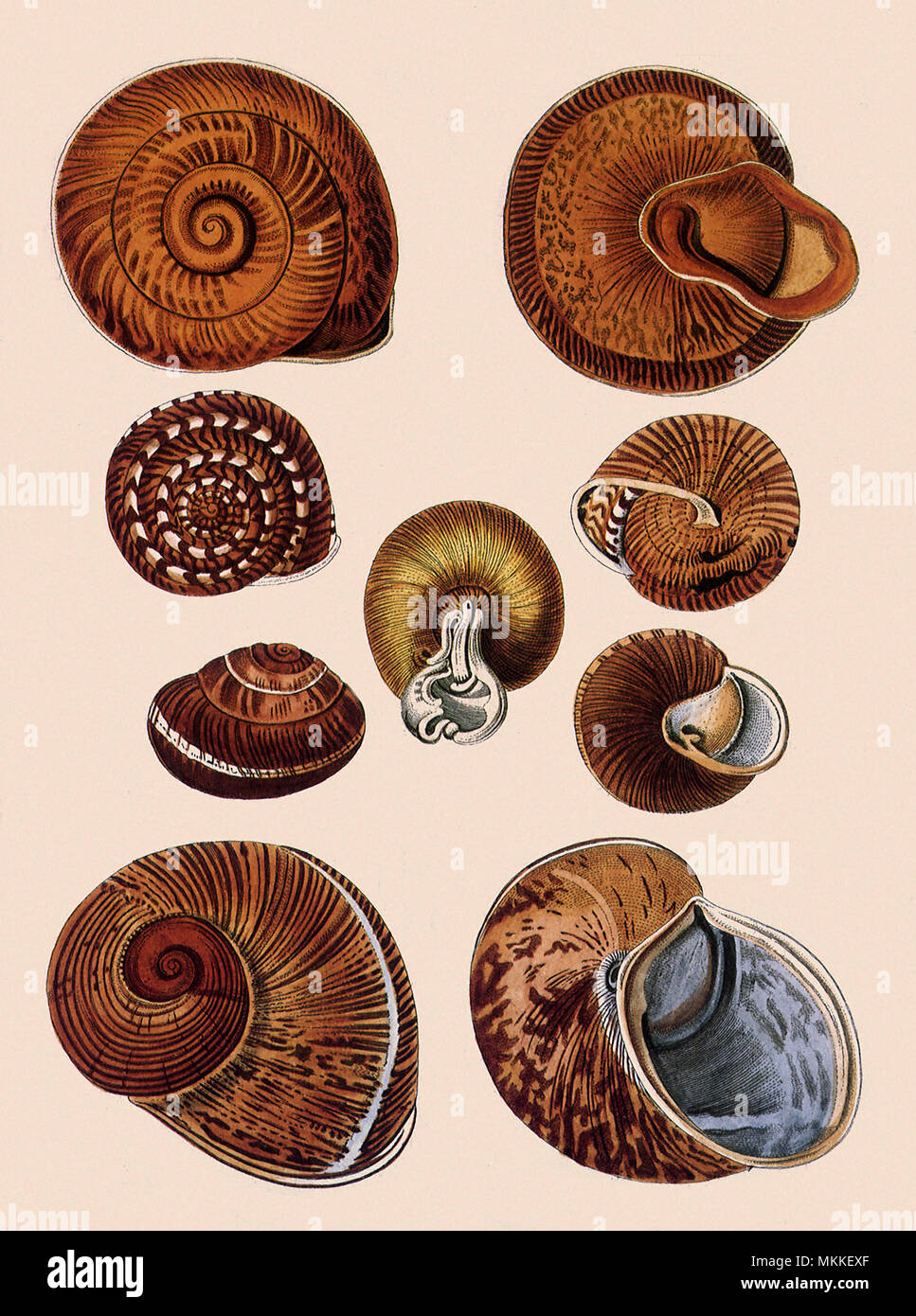 Sea shells patterns hi-res stock photography and images - Alamy