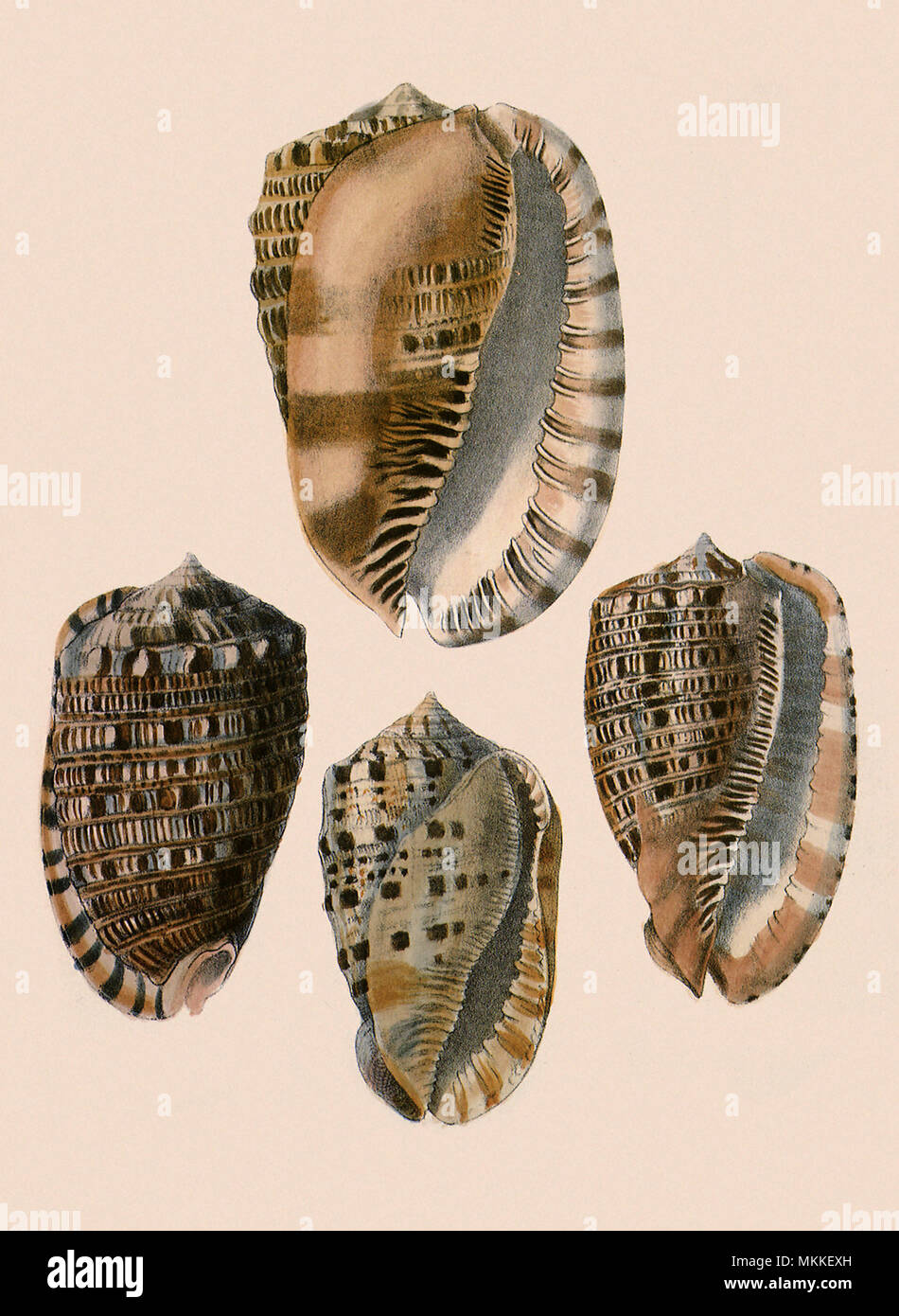 Four helmets hi-res stock photography and images - Alamy