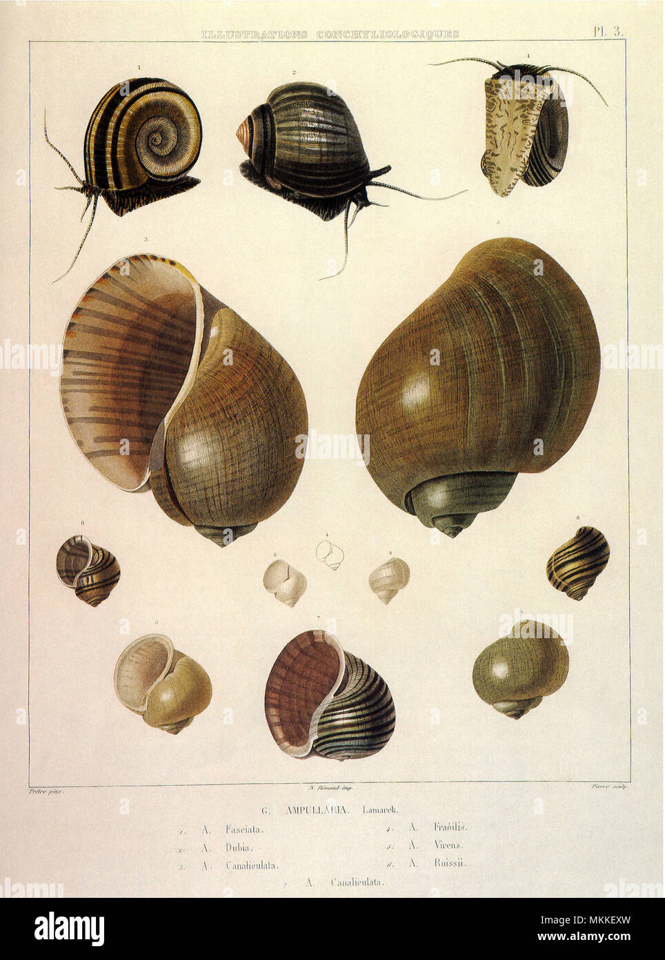 Snail shells hi-res stock photography and images - Alamy