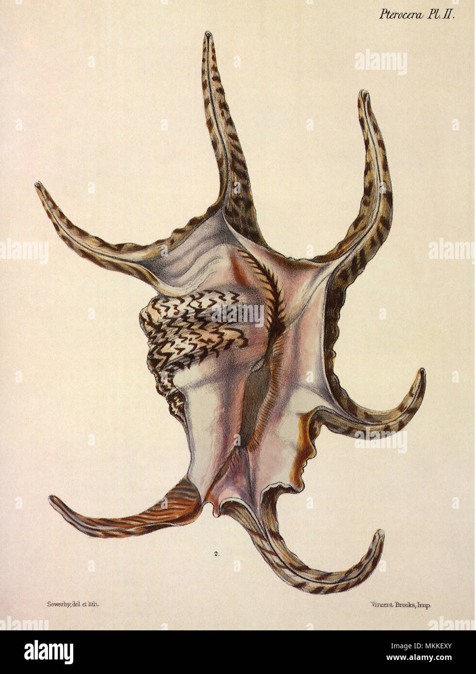 Spider Conch Shell Stock Photo - Alamy