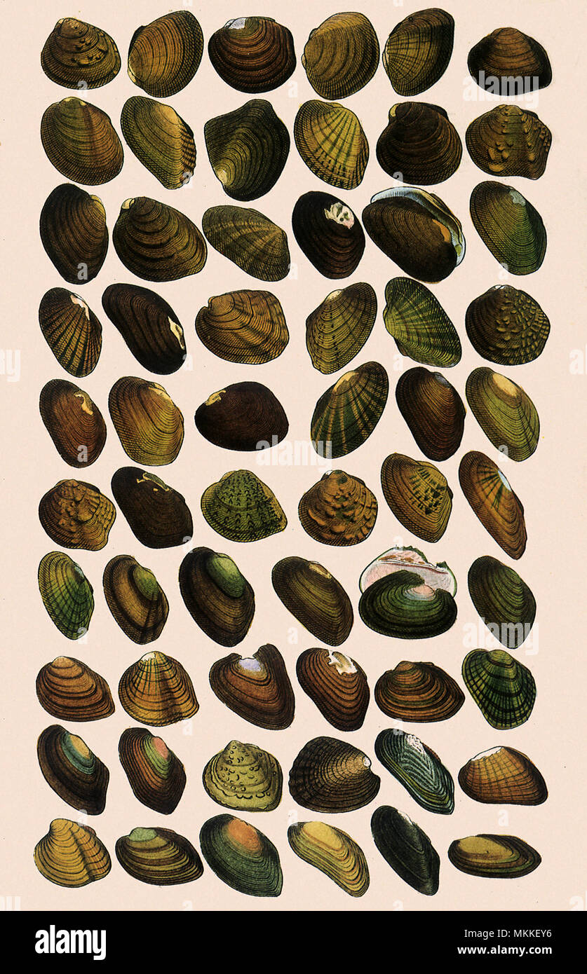 Aquatic mussels hi-res stock photography and images - Alamy