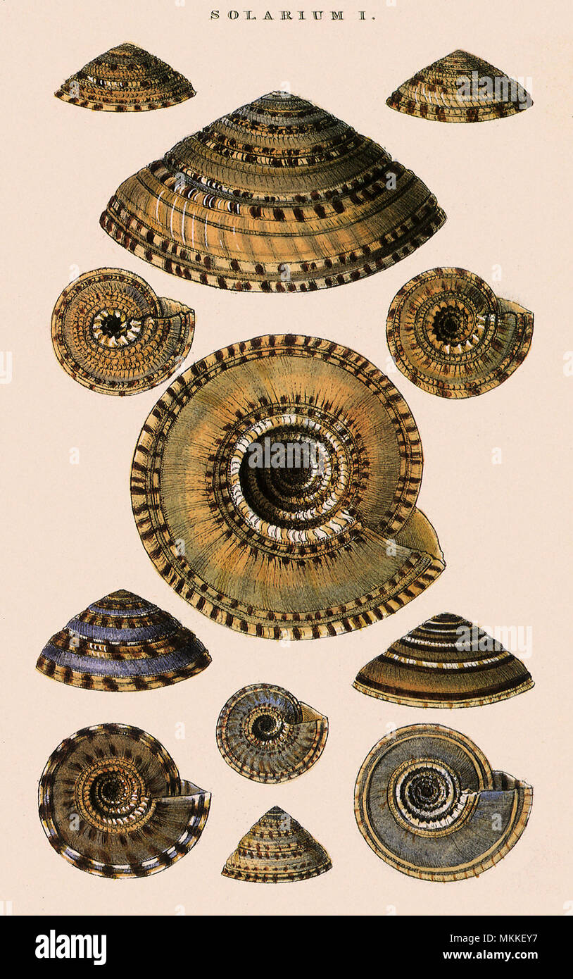 Sundial Shell High Resolution Stock Photography and Images - Alamy