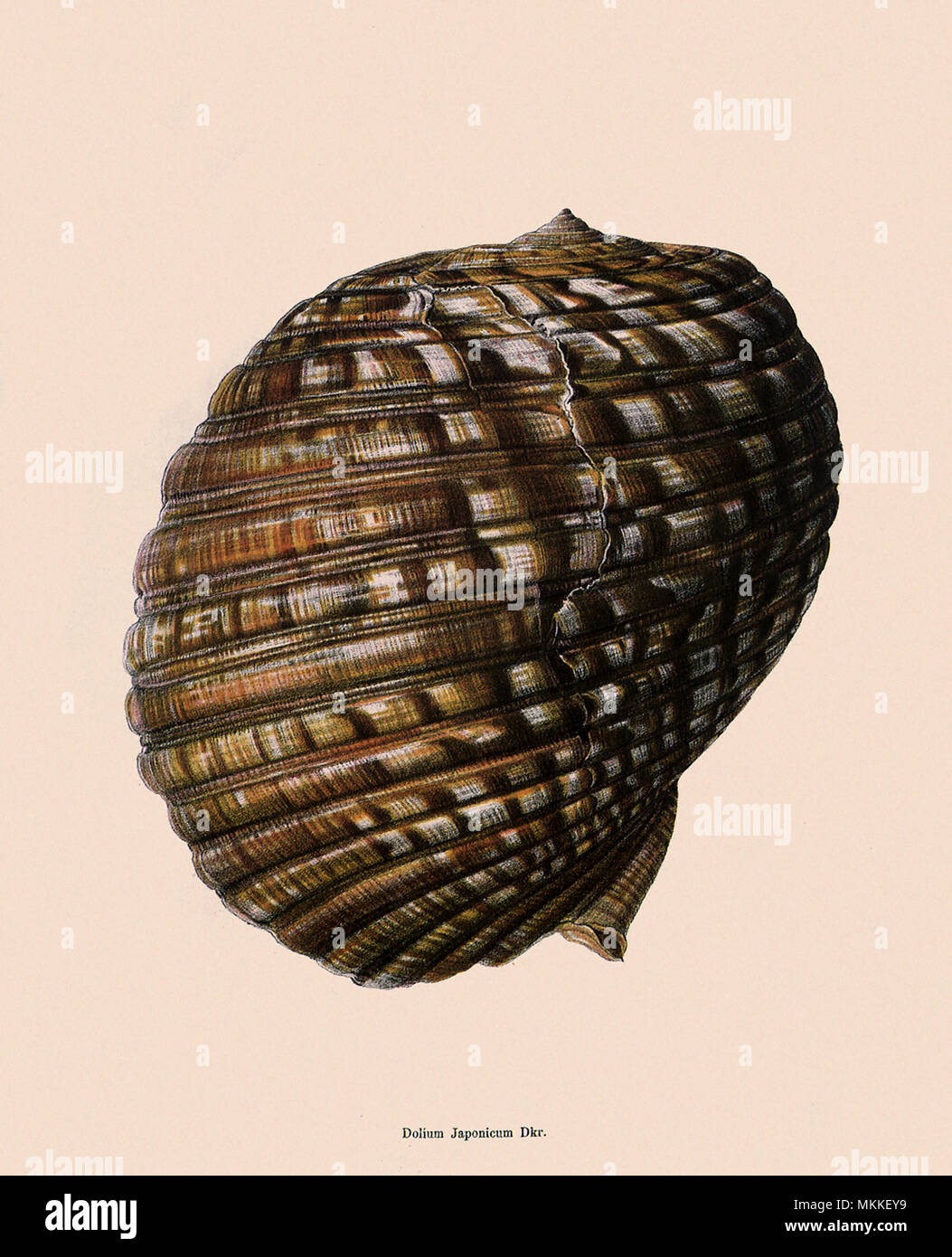 Tun shells hi-res stock photography and images - Alamy