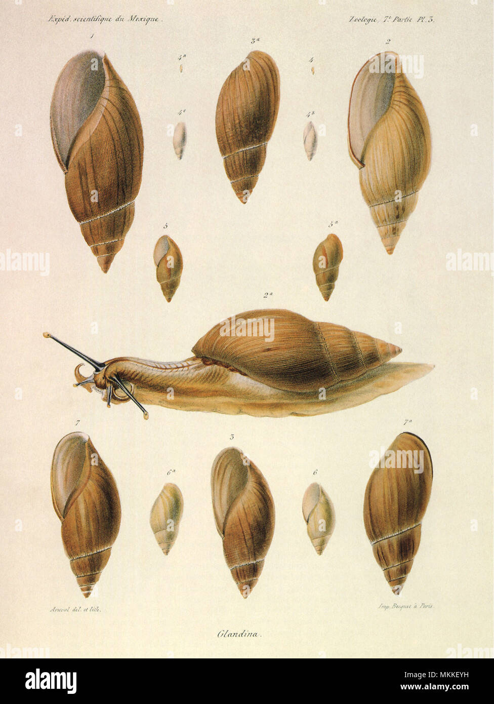 Water snails hi-res stock photography and images - Alamy